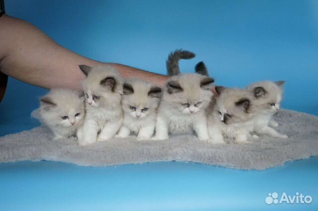 Котятки тряпичные куклы