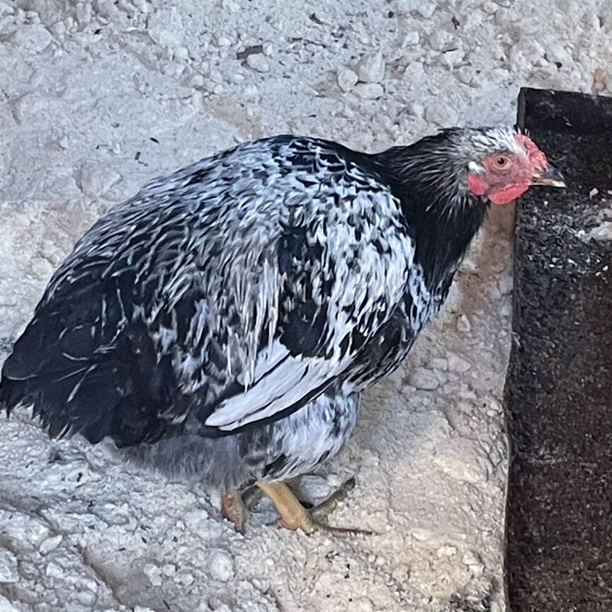 Молодые петухи