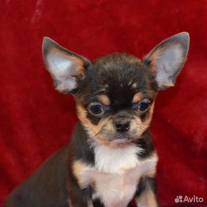 Чихуа - сказочная голубая девочка