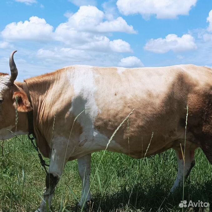 Корова дойная с теленком