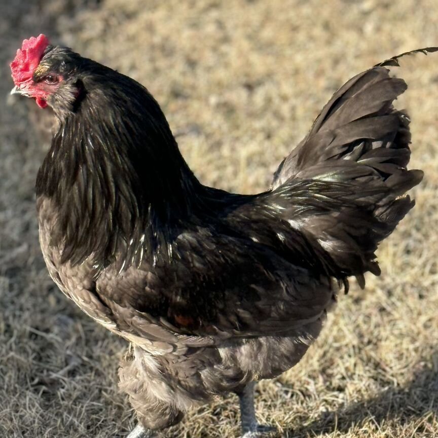 Продам петуха амеруакан