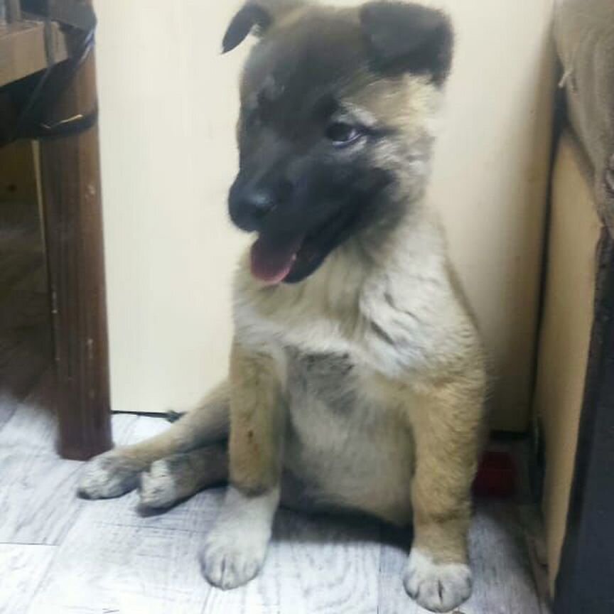 Щенок 2 месяца