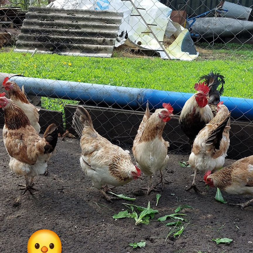 Загорская лососевая