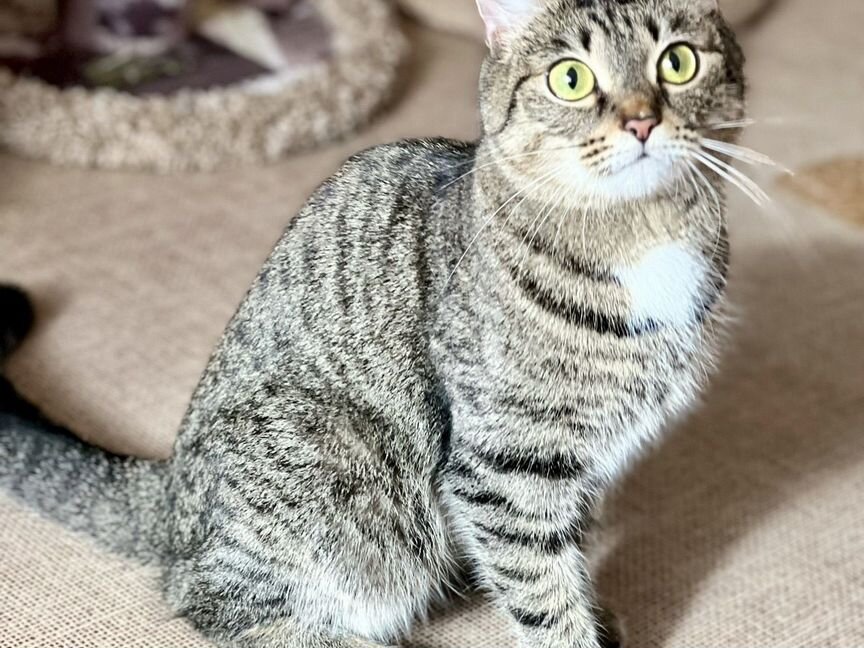 Кошка с картинки