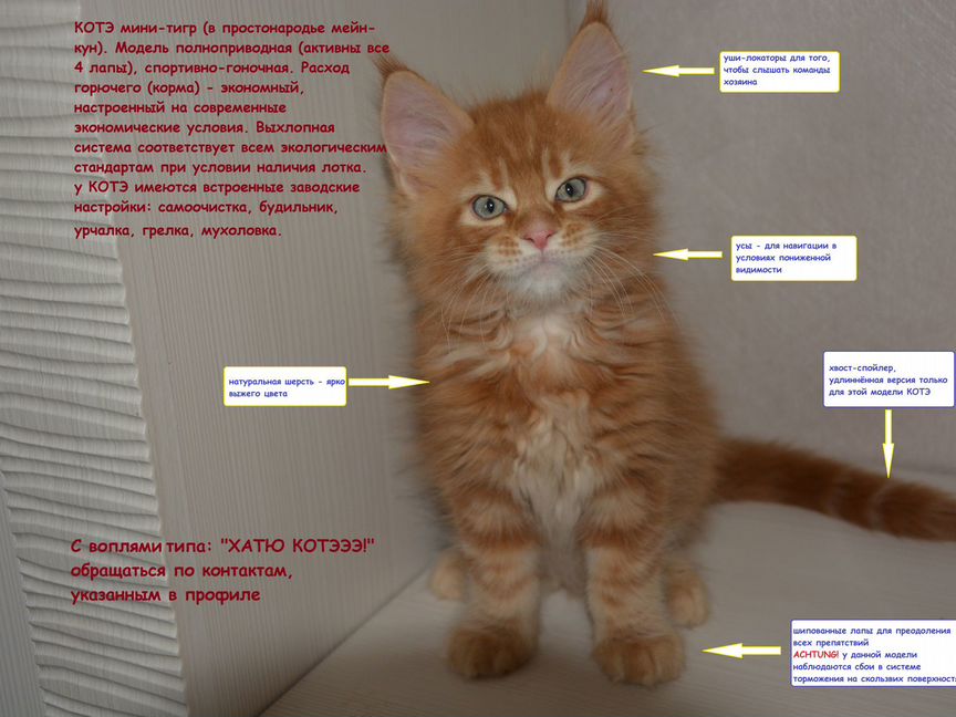 Новый кот в Новый год