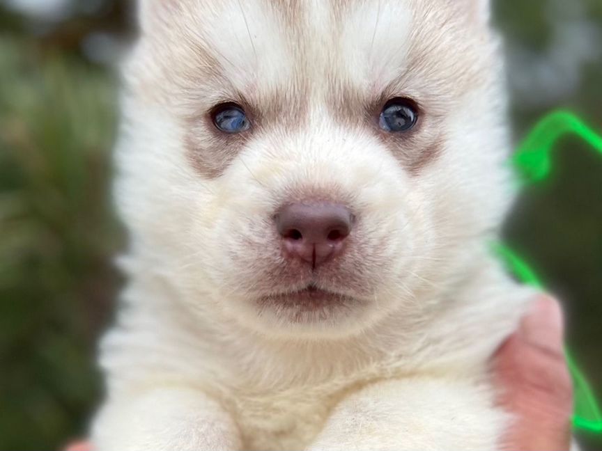 Щенки сибирской хаски