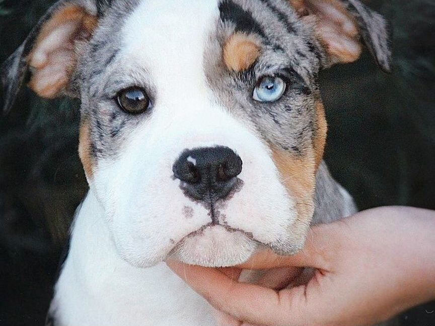 Америанский булли /роскошная девочка в ярчайшем ок