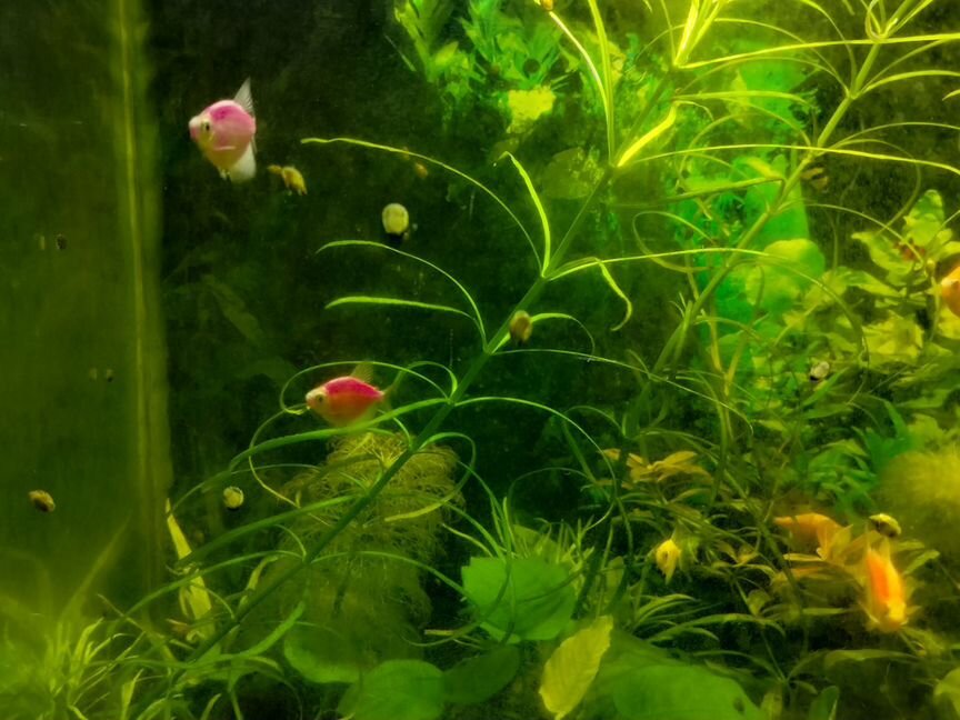 Прополка аквариумная растения