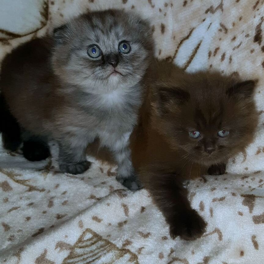 Шотландский вислоухий длинношёрстный котёнок