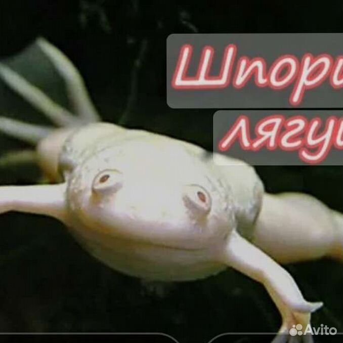 Шпорцевая лягушка