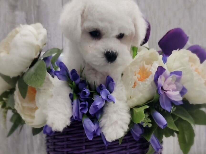 Бишон фризе очаровательный мальчишка