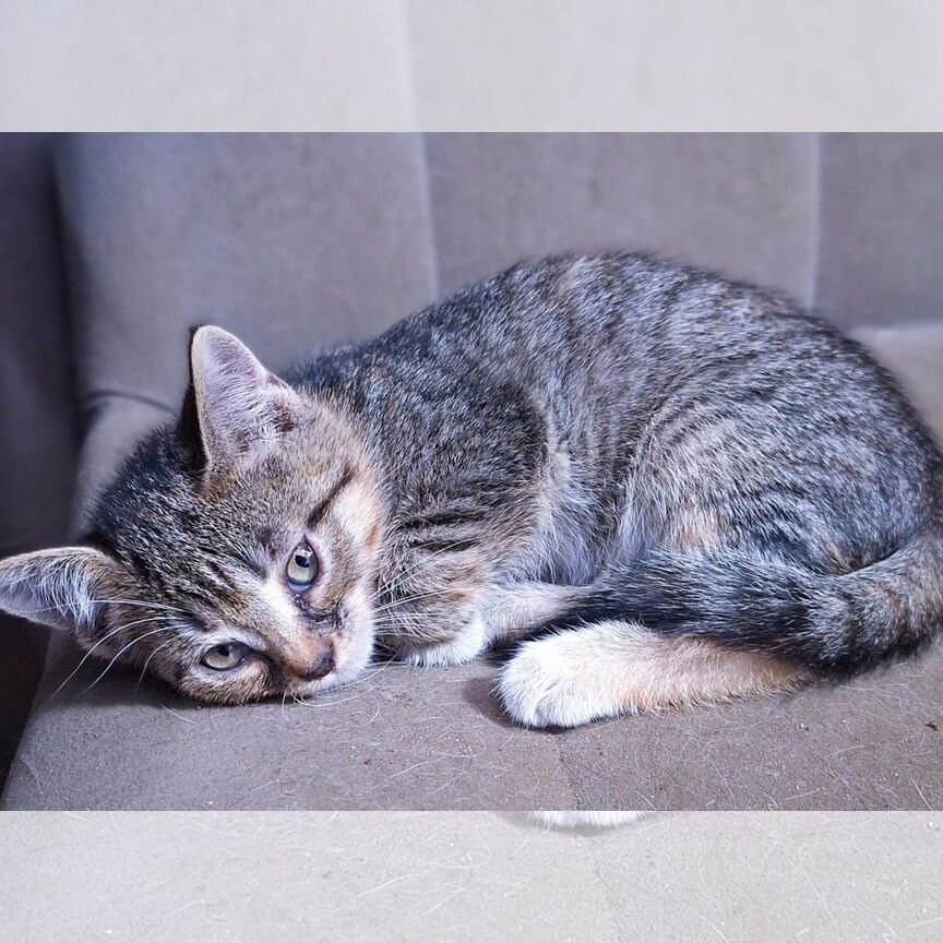 Котёнок в добрые руки