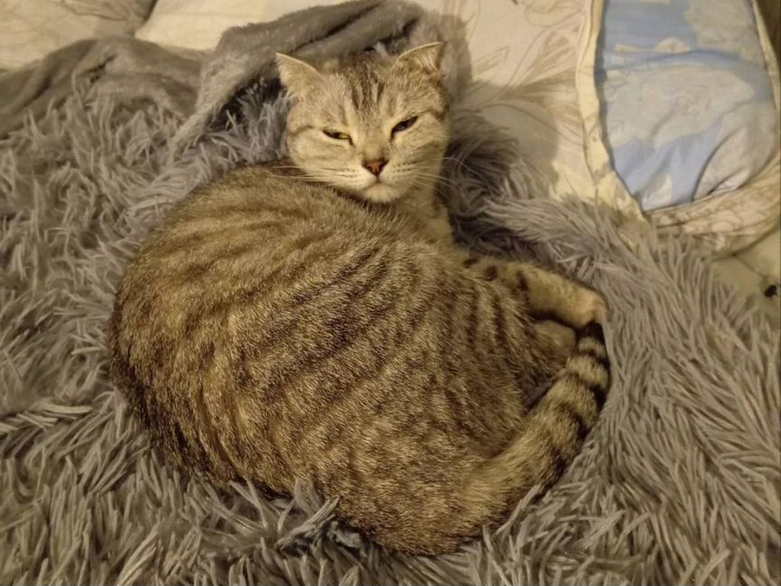 Кошка чистокровная Шотландская
