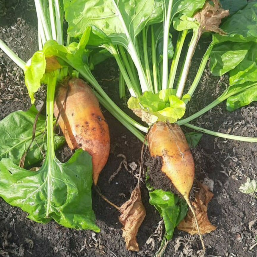 Кормовая свекла крупная