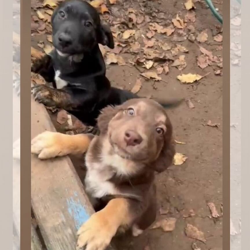 Щенок в добрые руки