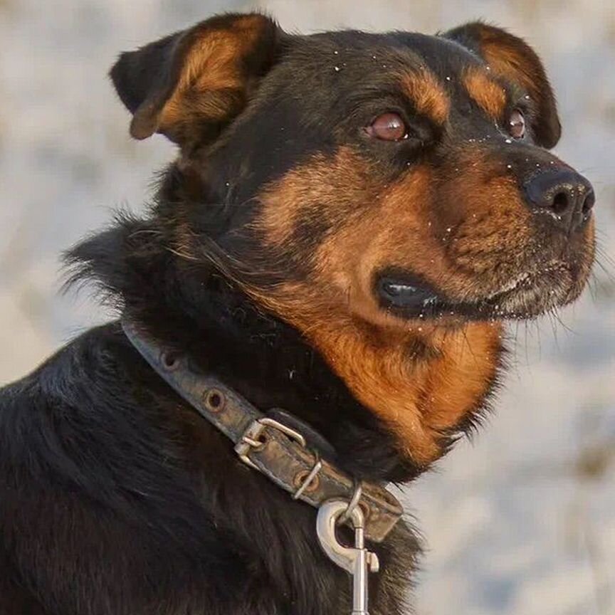 Взрослая собака в добрые руки