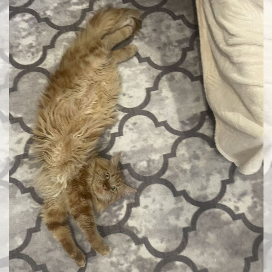 Мейн-кун, кот вязка