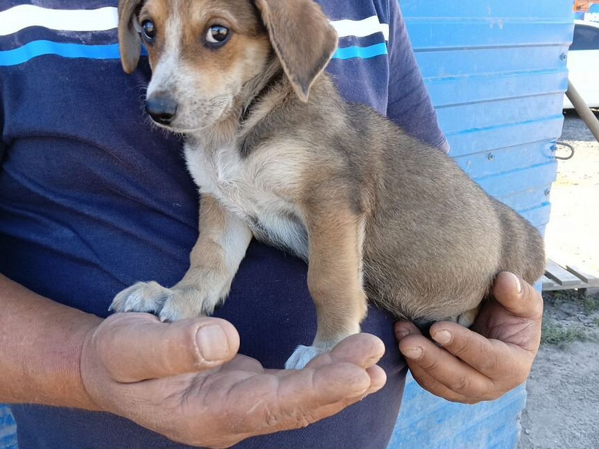 Малышка щенулька ищет дом