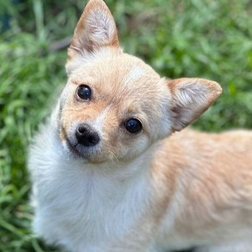 Щенок в добрые руки