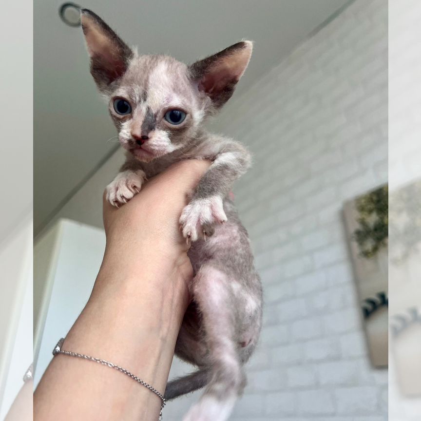 Донской сфинкс котёнок