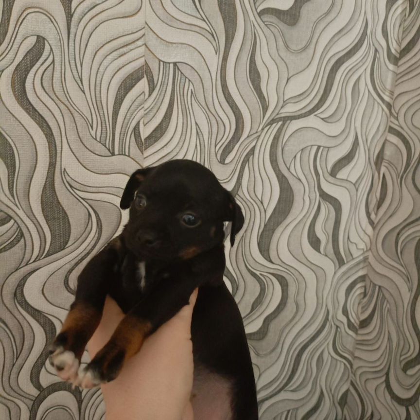 Мини той-терьер