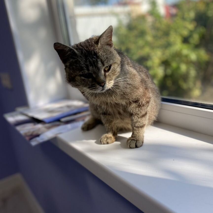 Котик в добрые руки