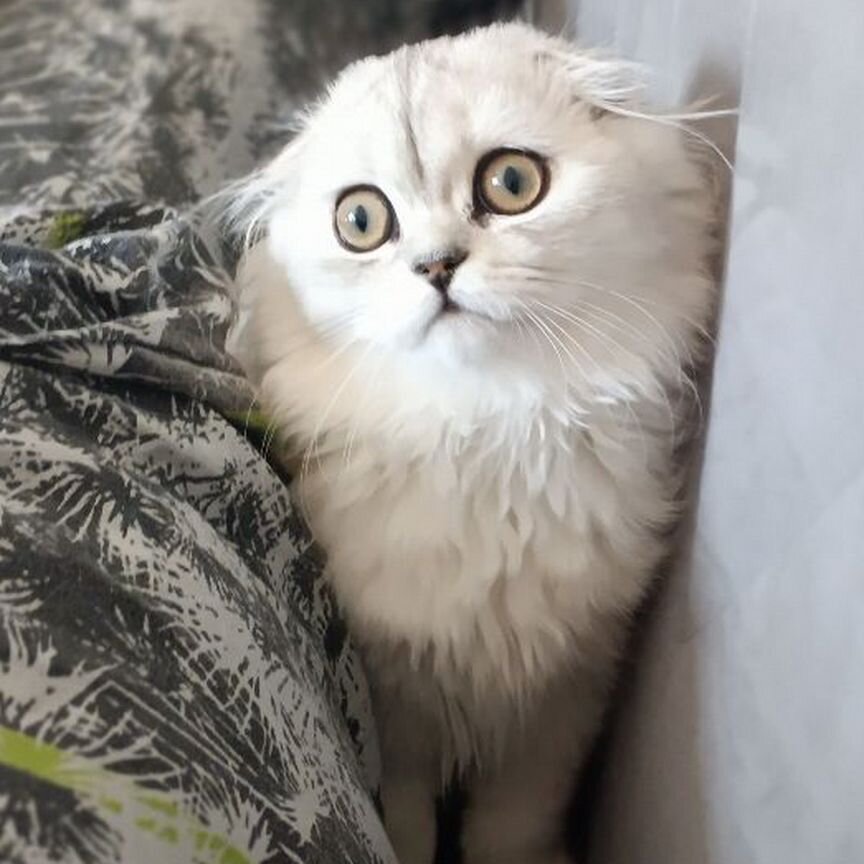 Шотландская вислоухая 4мес