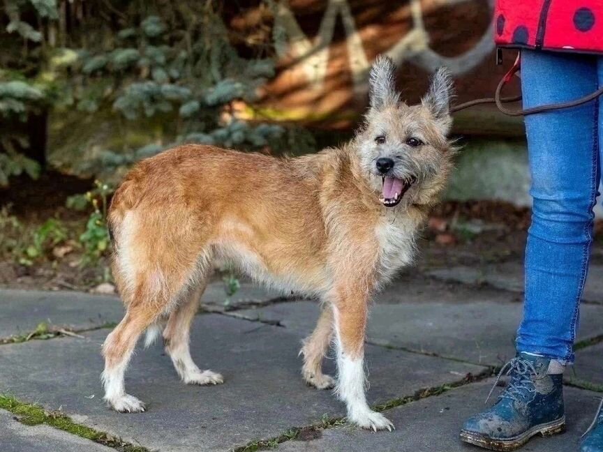 Собака в добрые руки