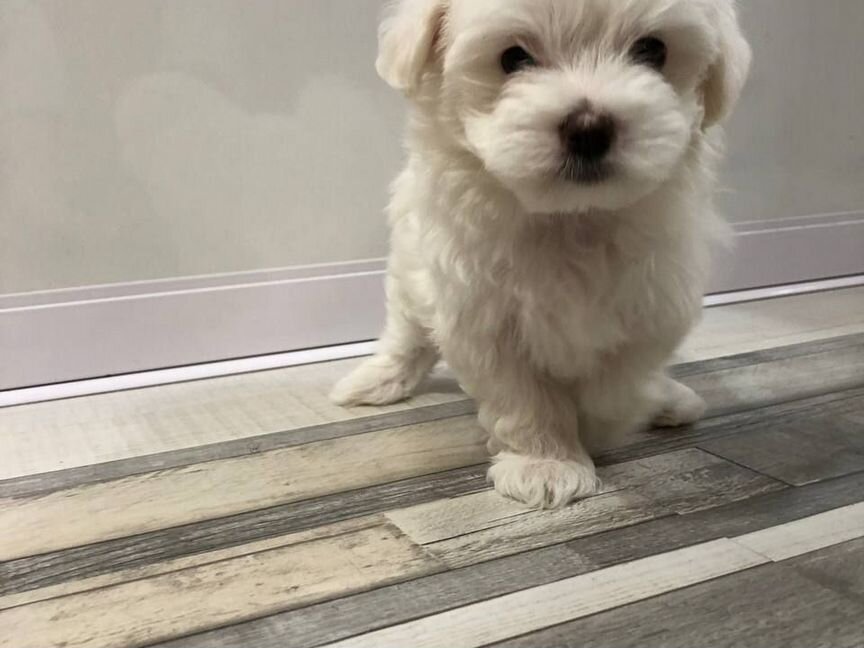 Щенки Мальтийская болонка