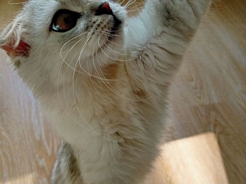 Шотландская вислоухая