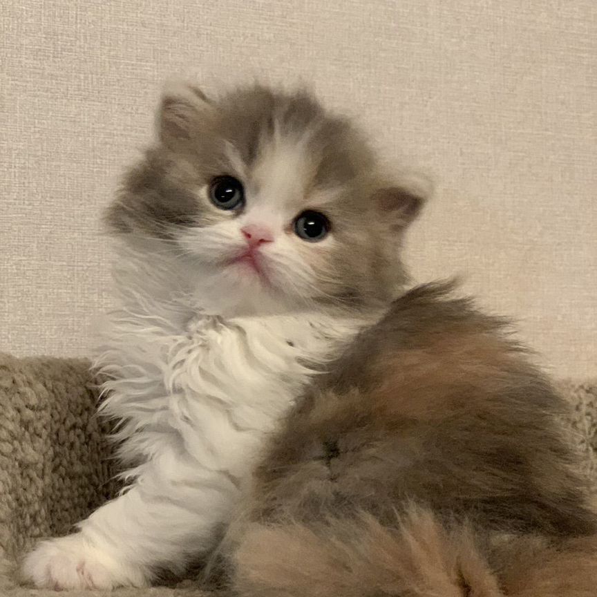 Шотландская кошечка