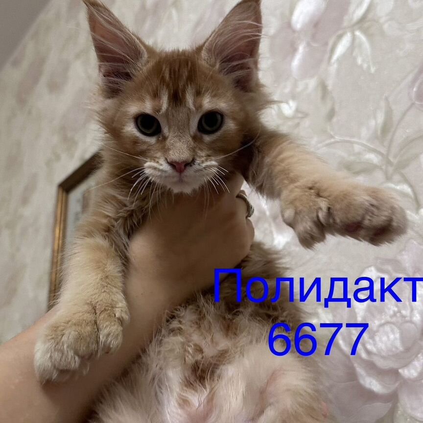Мейн-кун котёнок