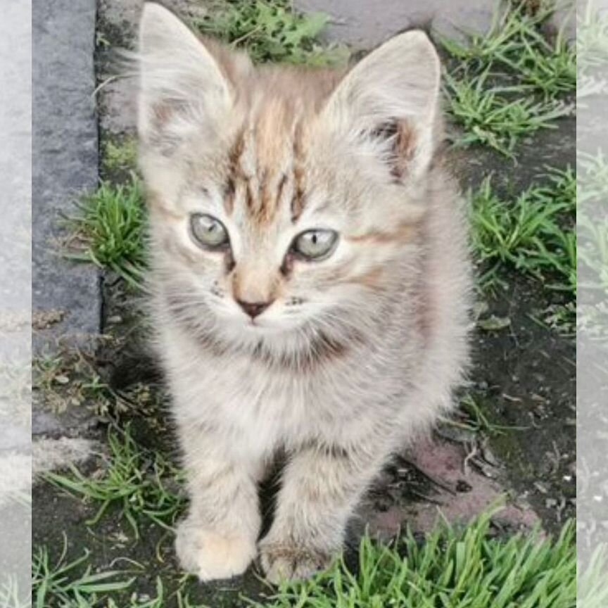 Девочка-котенок с удивительной мимикой и окрасом