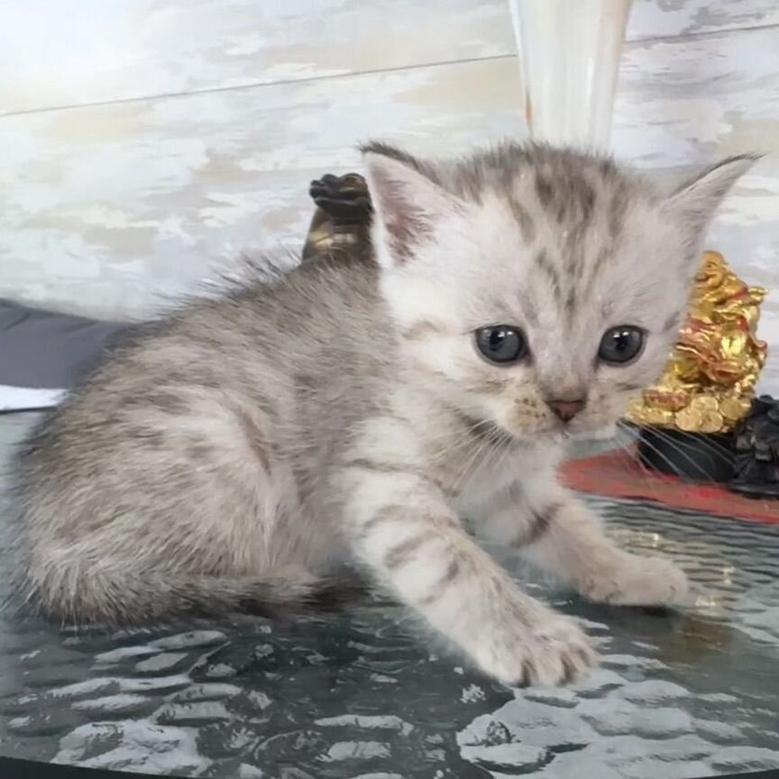 Шотландский прямоухий длинношёрстный котёнок