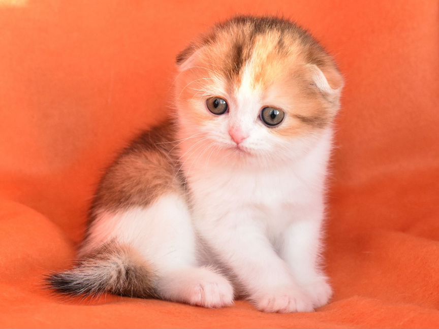 Шотландская вислоухая кошка