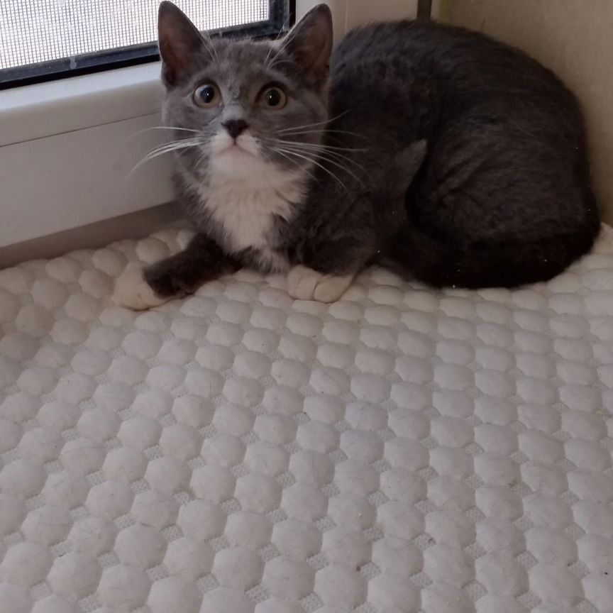 Котенок девочка в добрые руки