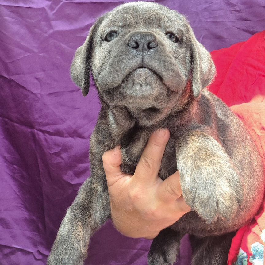 Девочка Кане корсо, рассрочка