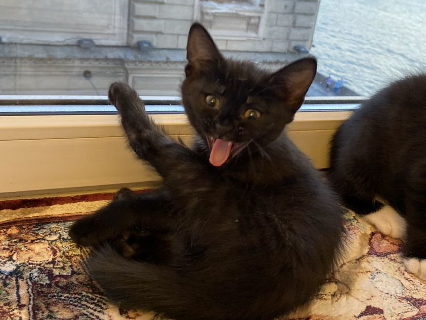 Кошка