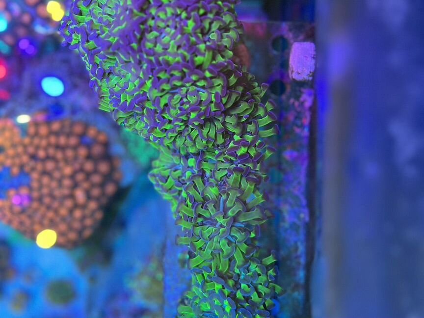 Морские кораллы эуфилия параанкора