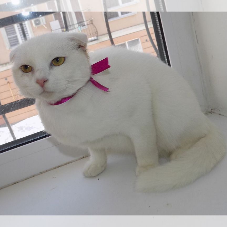 Шотландский вислоухий короткошёрстный котёнок