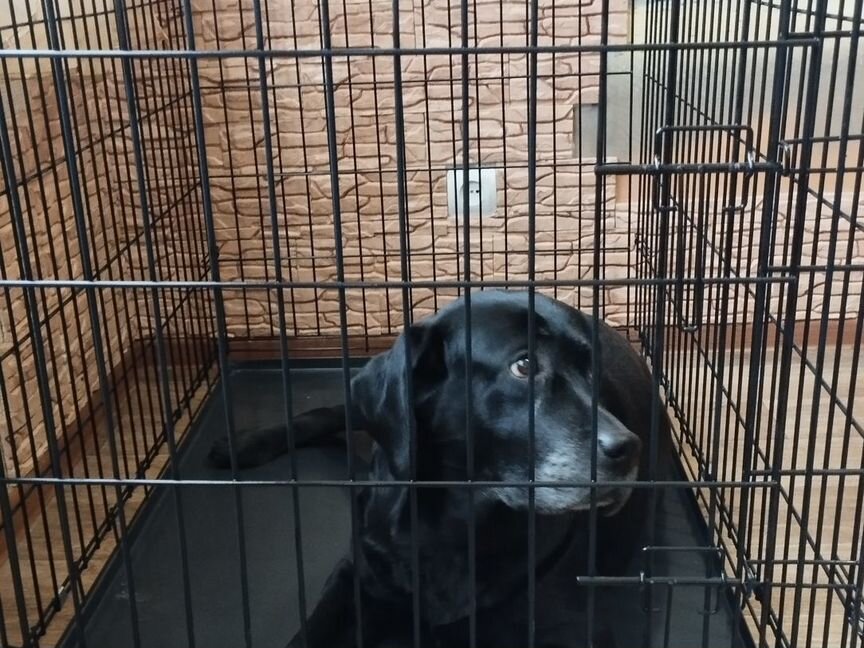 Клетка вольер для собак