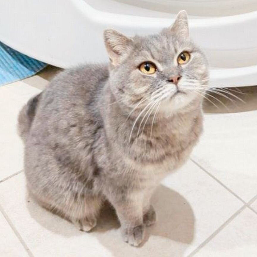 Британская кошечка Бетти