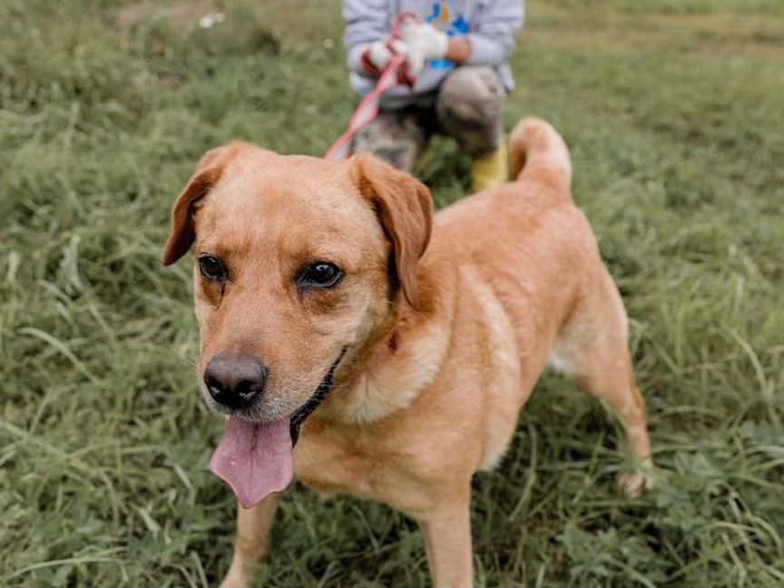 Собака в добрые руки