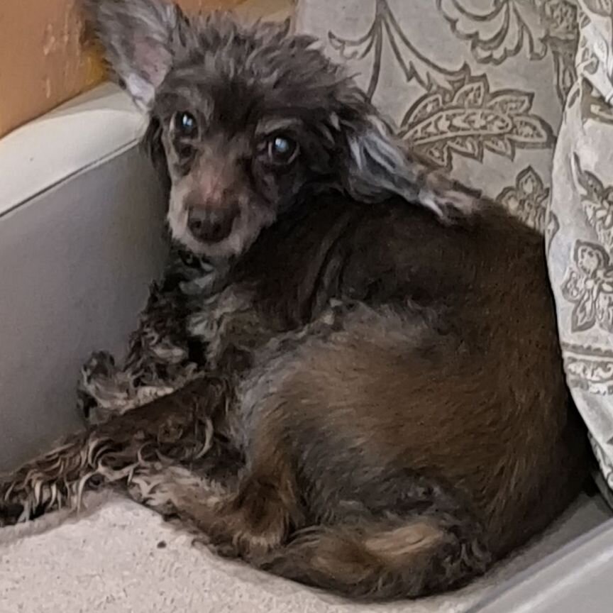 Петербургская орхидея, взрослая собака