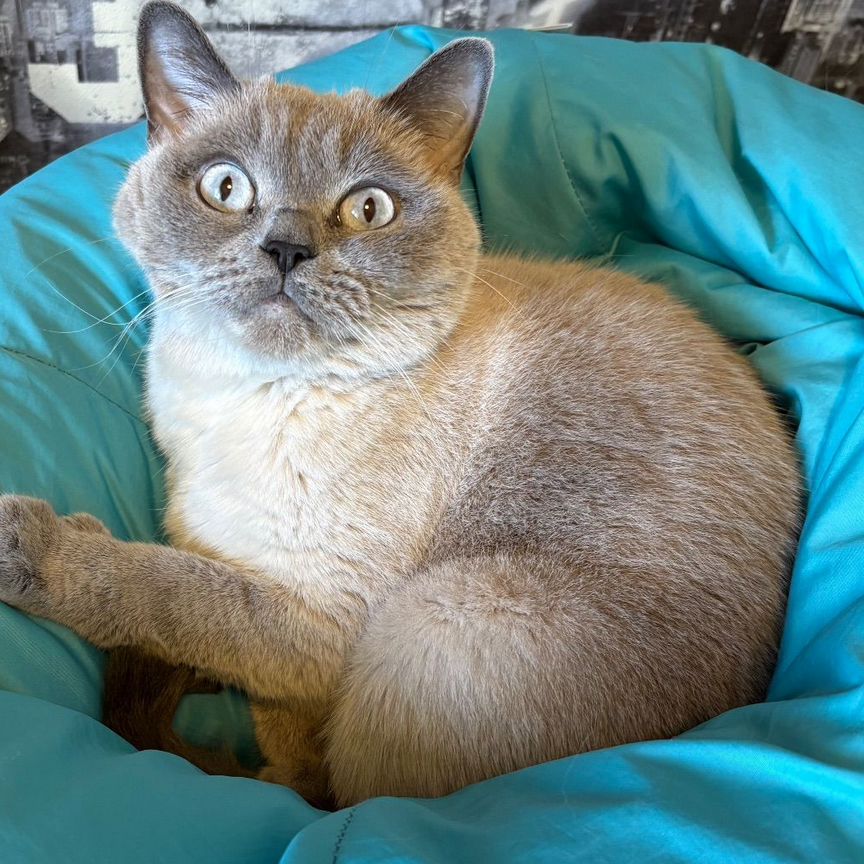 Шотландская вислоухая короткошёрстная, взрослая кошка