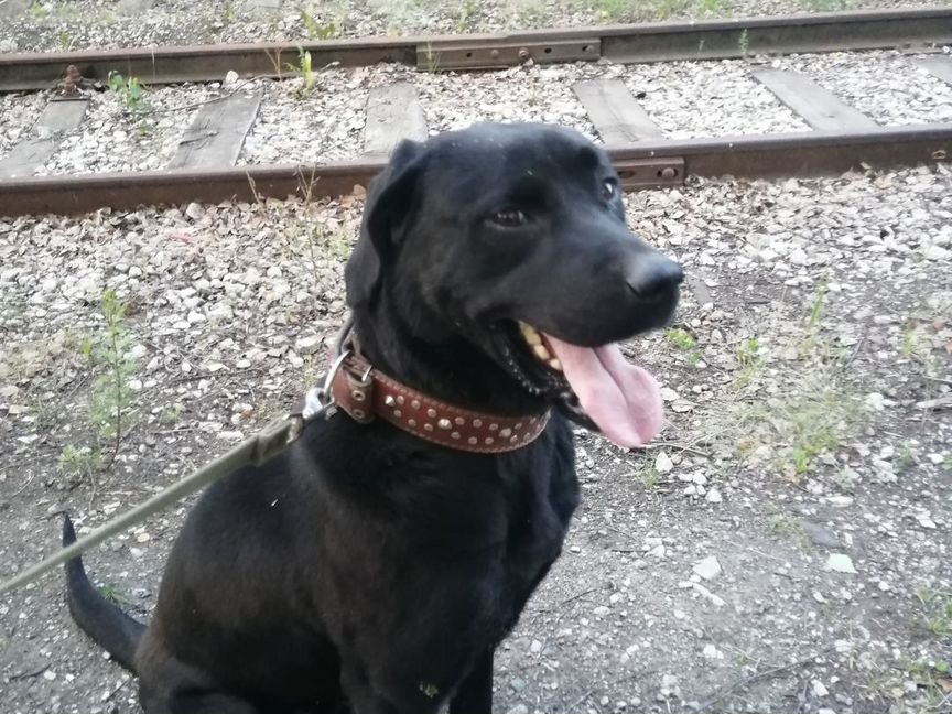 Отдам собаку в добрые руки 4 года