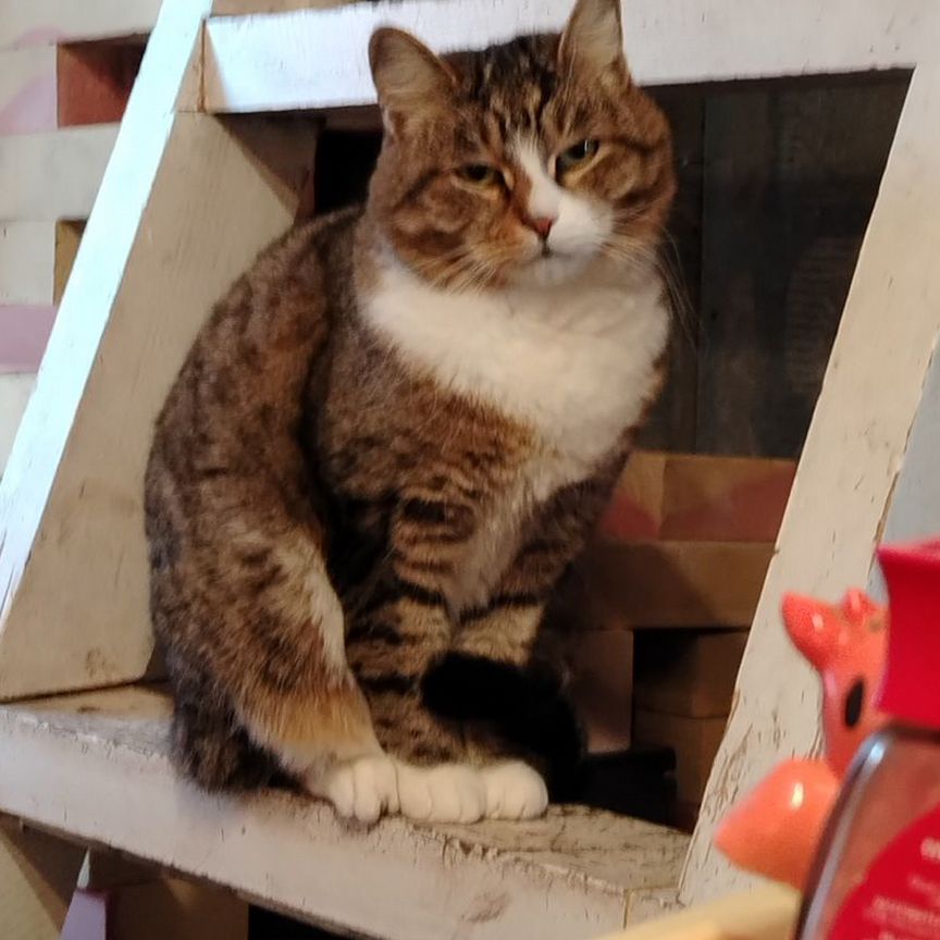 Взрослый кот в добрые руки