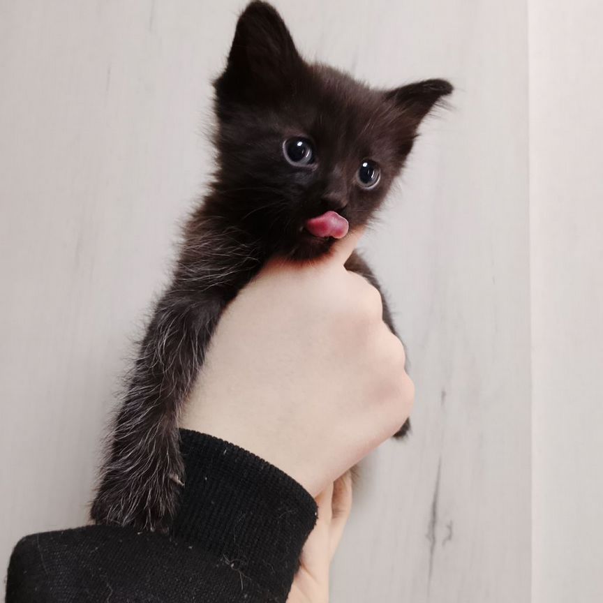 Котёнок в добрые руки