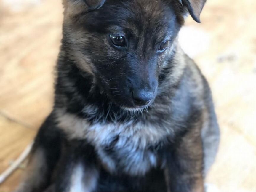 Щенок в добрые руки