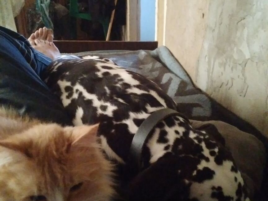 Долматинец -девочка,ищет мужа